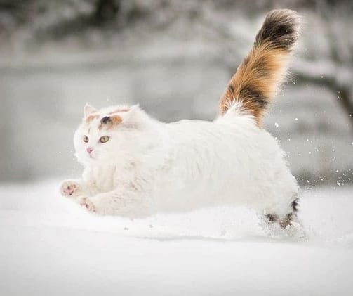 69 Cold Cat Names Inspired by Winter - PetPress