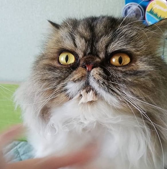 200+ Appetizing Cat Names Inspired by Food For Your Kittens