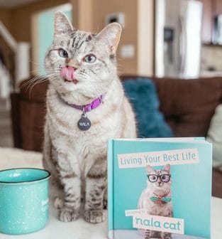 TOP 5 Most Impressive Cat Records In The Guinness Book Of Records ...