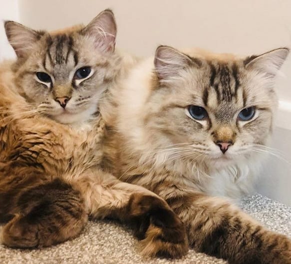 109 Twin Sibling Cat Names For Adorable And Cute Twin Cats