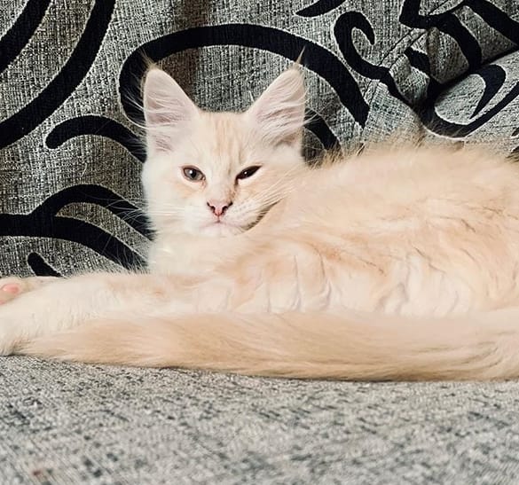 Over 150 Strong and Tough Cat Names For Male Cats - PetPress