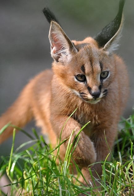 Top 150 Nature Inspired Cat Names For Your Cute Kittens