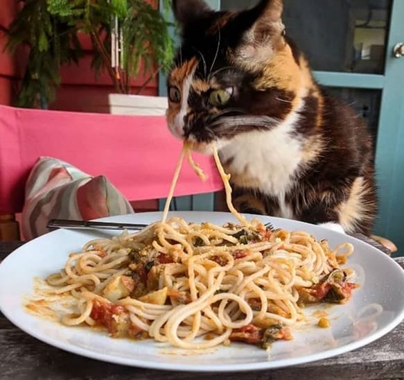 200+ Appetizing Cat Names Inspired by Food For Your Kittens