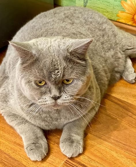 Funny fat cat names funny-fat-cat-names