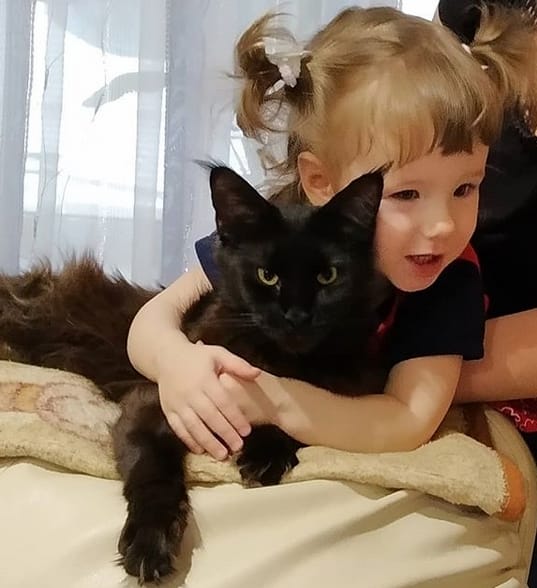 11 Reasons Why Cats Are Good for Human`s Health - PetPress