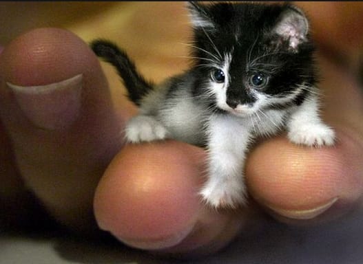 TOP 10: Officially Amazing Cat Records In The Guinness Book Of Records ...