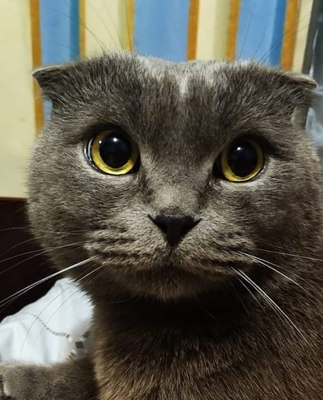 Top 99 Funny Cat Names For Villain Cats - PetPress