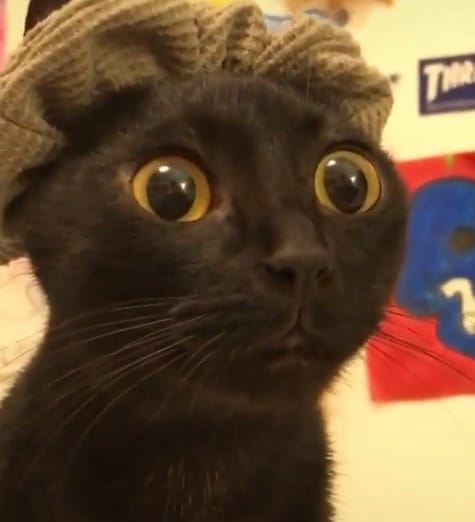 Top 150 Ironic Cat Names for Funky And Adorable Cats