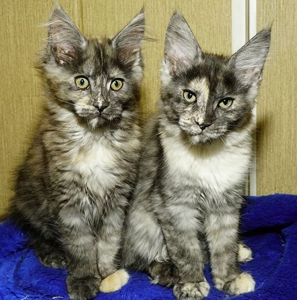 Top 300 Great Cat Names Starting with "L" - PetPress