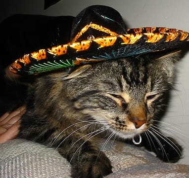 Top 550 Best Mexican Cat Names To Name Your Little Kitten