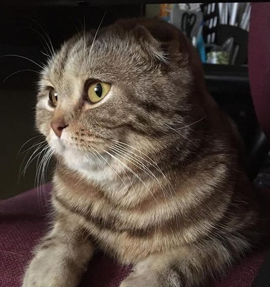 Cat Names Starting With T - Top 100 Cat Name Ideas Start With T