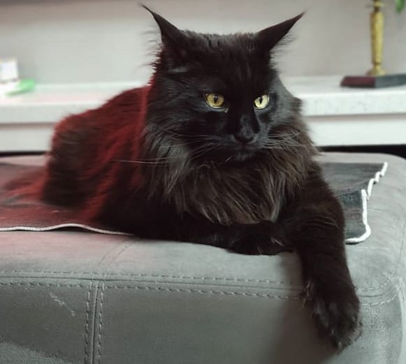 107 Great Spunky and Tough Cat Names - PetPress