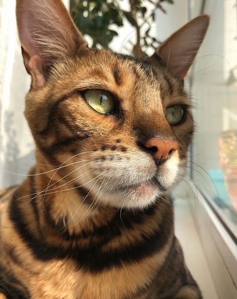 Top 150 Powerful Cat Names Inspired by History - PetPress