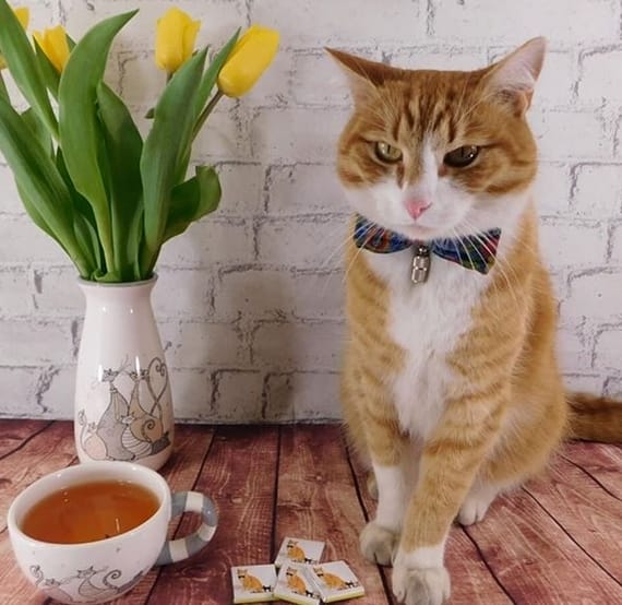 Top 290 Elegant Cat Names - PetPress