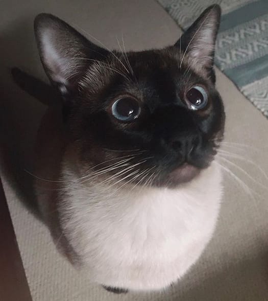 Top 30 Best Thai Cat Names For Siamese Cats (with Meanings)