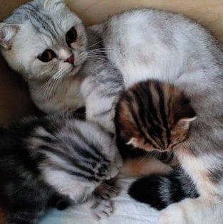 TOP 5 Most Impressive Cat Records In The Guinness Book Of Records ...