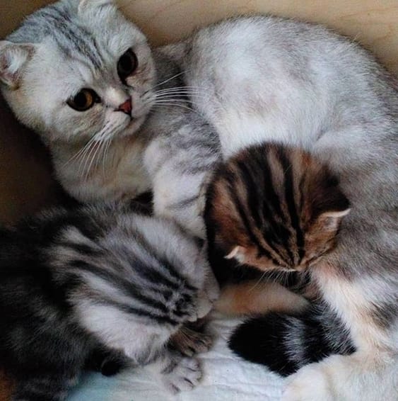 TOP 5 Most Impressive Cat Records In The Guinness Book Of Records ...