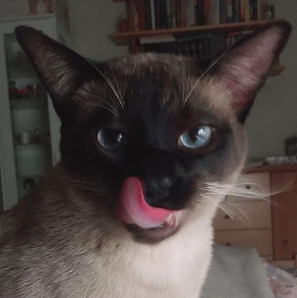 Top 30 Best Thai Cat Names For Siamese Cats (with Meanings)