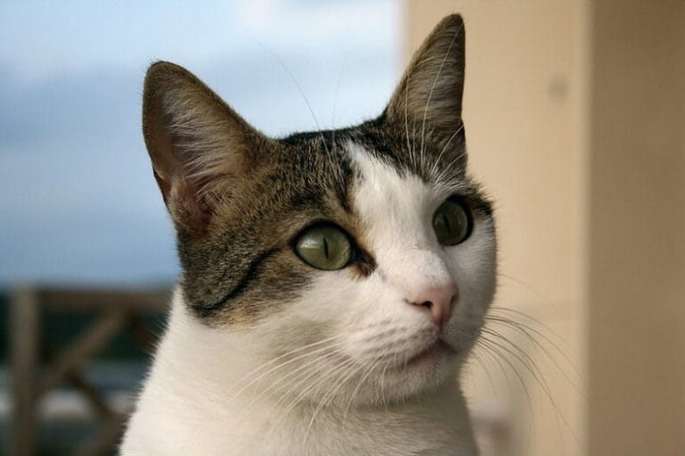 320 Cat Pun Names - Funny Cat Names - PetPress