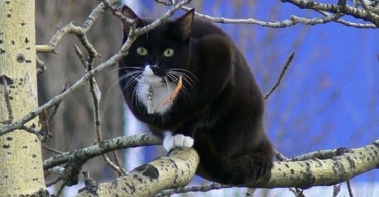 14 Photos of “Flying” Cats or Spring Has Come - Cats Have Arrived ...