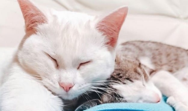 Top 77 Pair Cat Names for Brother Cats - PetPress