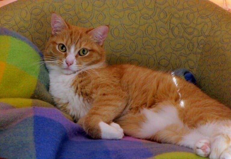 150 Clever Cat Names – Funny Names for Your Kitten - PetPress