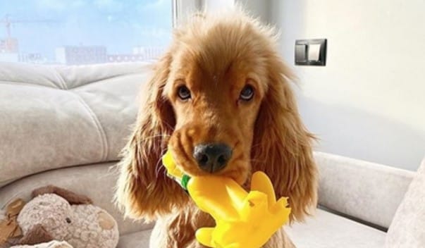 48 Perfect Male Dog Names For Cocker Spaniels - PetPress