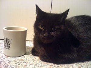 62 Coffee Inspired Cat Names - PetPress