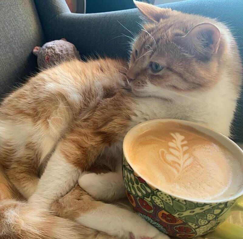 62 Coffee Inspired Cat Names - PetPress