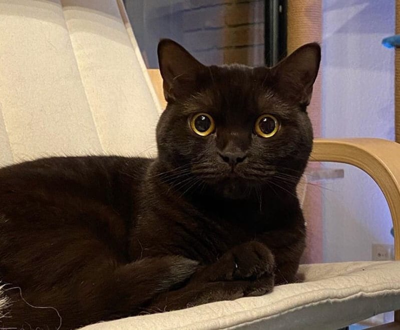 Food Cat Names - 500 Cute & Funny Food Names for Cats