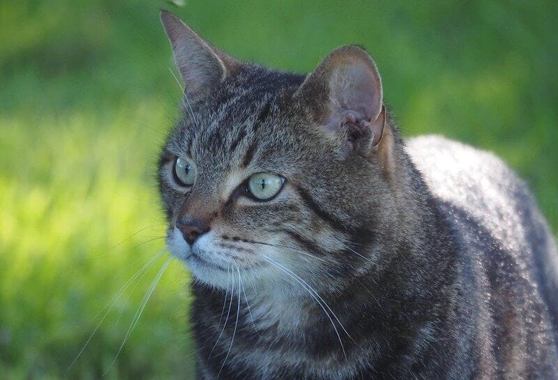 300 Country and Southern Cat Names - PetPress