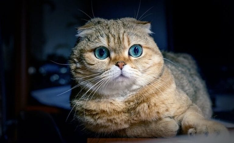Best 270 Scottish Fold Cat Names For Your Adorable Kitten