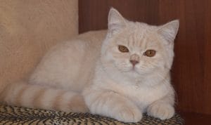 175 Best Cream Colored Cat Names - The Ultimate List - PetPress