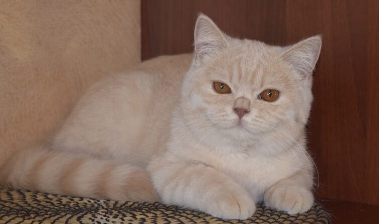 175 Best Cream Colored Cat Names - The Ultimate List - PetPress