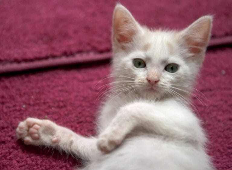 175 Best Cream Colored Cat Names - The Ultimate List - PetPress