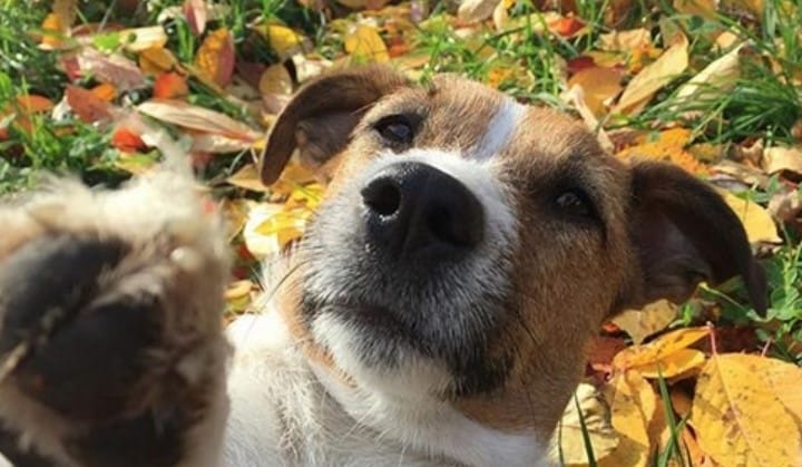 75 Furry Dog Names That Start with "J" - PetPress