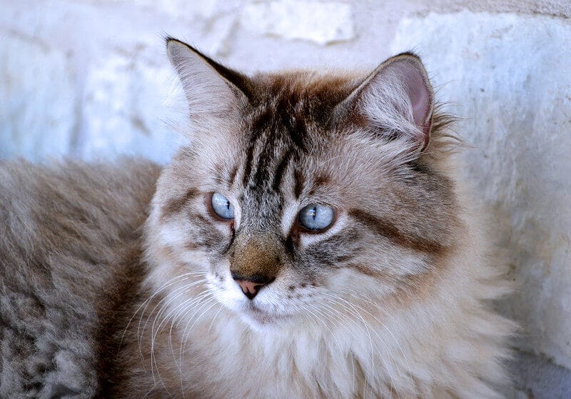 Male Cat Names - 500 Brilliant Boy Kitten Name Ideas