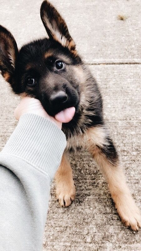 Top 66 Best Girl Dog Names - PetPress