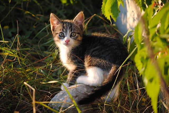 Top 100 Shy Cat Names For Your Shy Cute Kitten