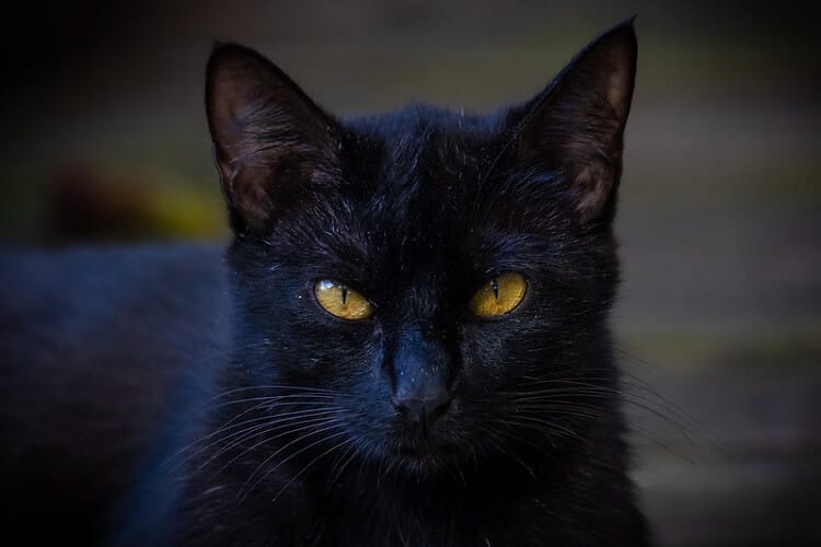 Top 80 Demon Cat Names - Evil Spiritual Names For Cats