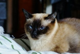 Food Cat Names - 500 Cute & Funny Food Names for Cats