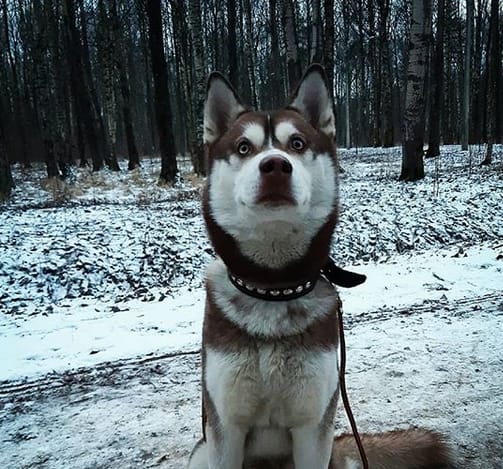 Over 120 Beautiful Winter Inspired Dog Names - PetPress