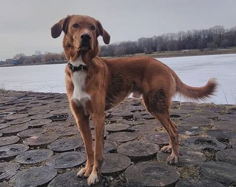 150+ Punjabi Names with Meanings | PetPress