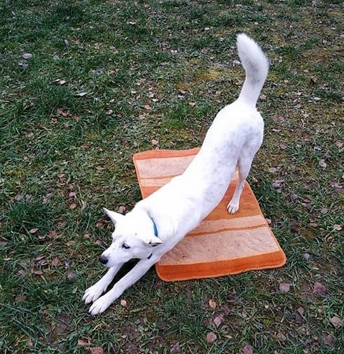 70 Traditional Indian Dog Names - PetPress