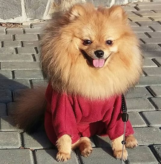 400 Popular Female Dog Names That Start with "L" - PetPress