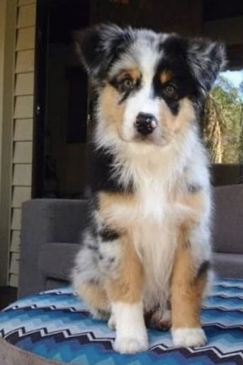 Top 350 Best Female Dog Names That Start with "K" - PetPress