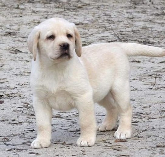 Top 60 Perfect Female Dog Names For Labrador Retrievers