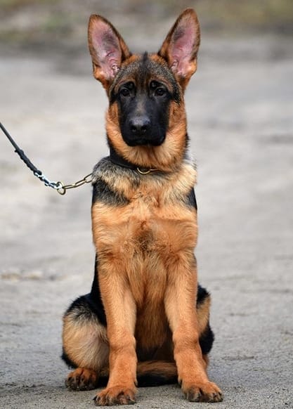 Top 99 Great Military Dog Names for German Shepherds - PetPress