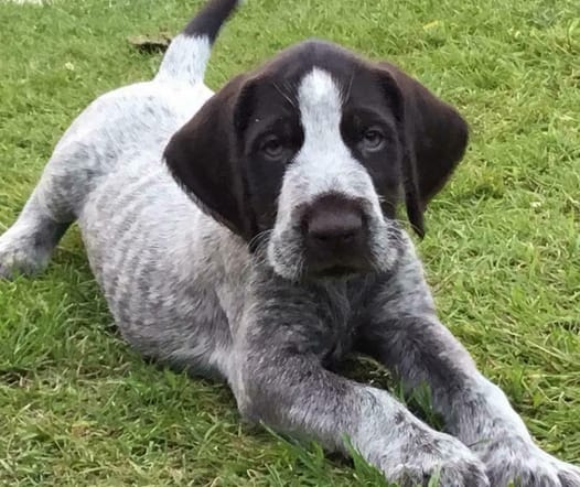 33 Perfect Female Dog Names For German Shorthaired Pointers - PetPress