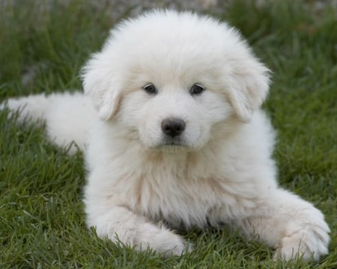 Top 30 Sweet Female Great Pyrenees Dog Names - PetPress